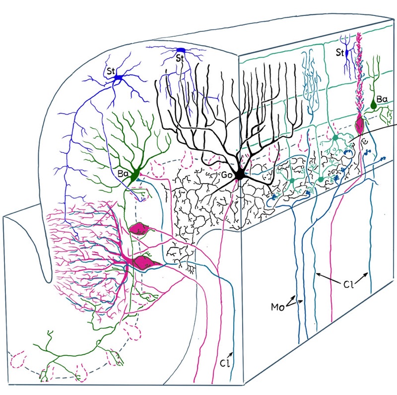 The Cerebellum as a Neuronal Machine